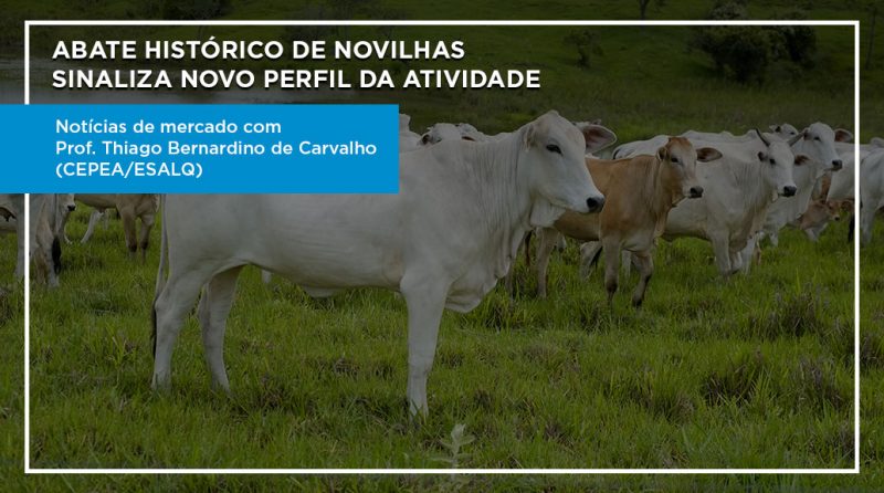 Abate histórico de novilhas sinaliza novo perfil da atividade | Vetoquinol