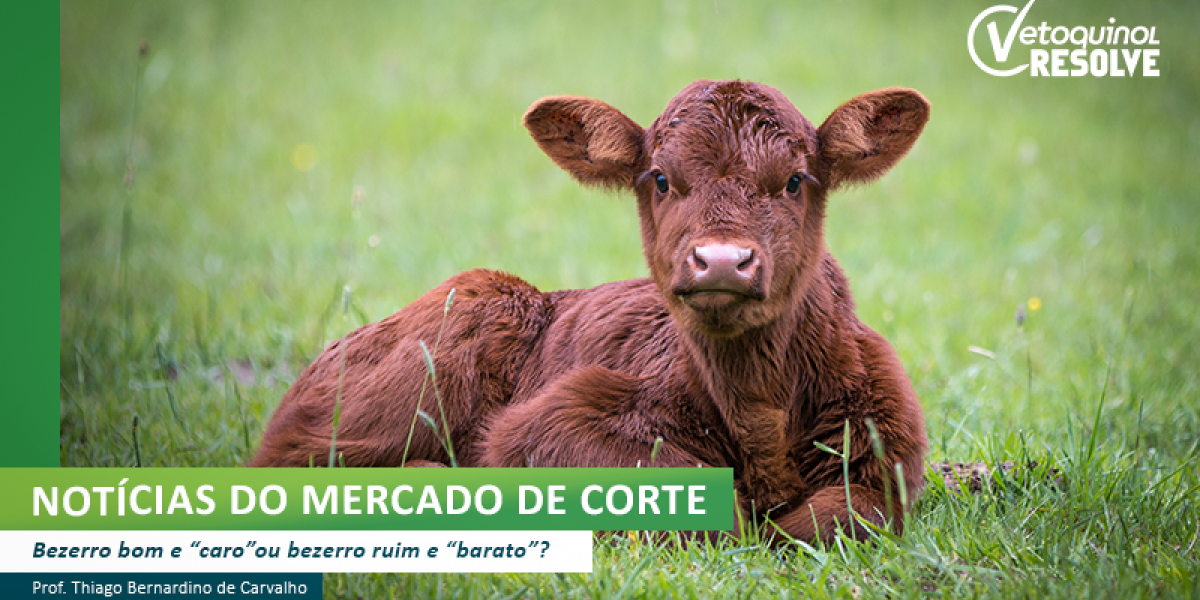 Bezerro bom e “caro” ou bezerro ruim e “barato”? | Vetoquinol